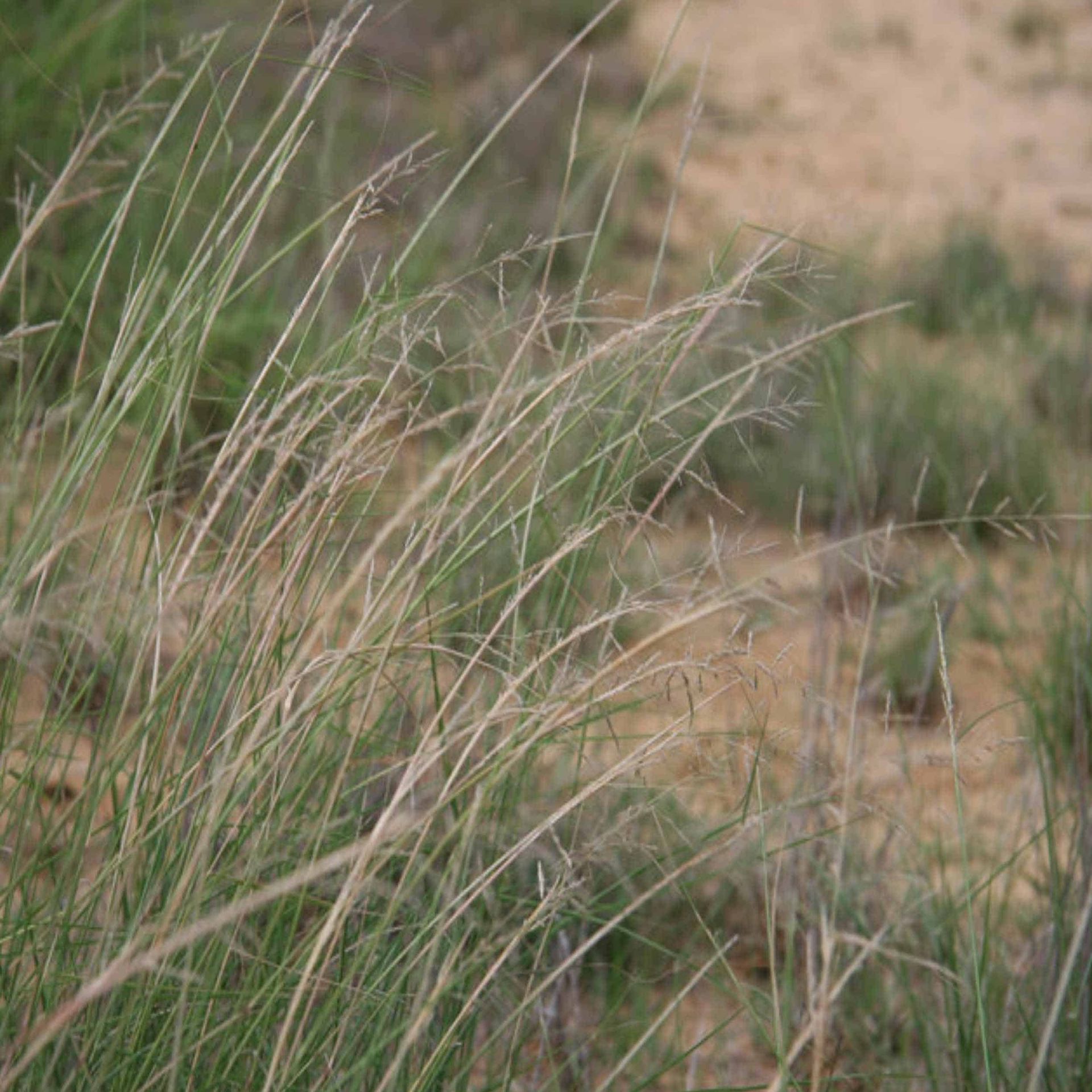 Native Grass Seeds | Regional Native Seed Mixes