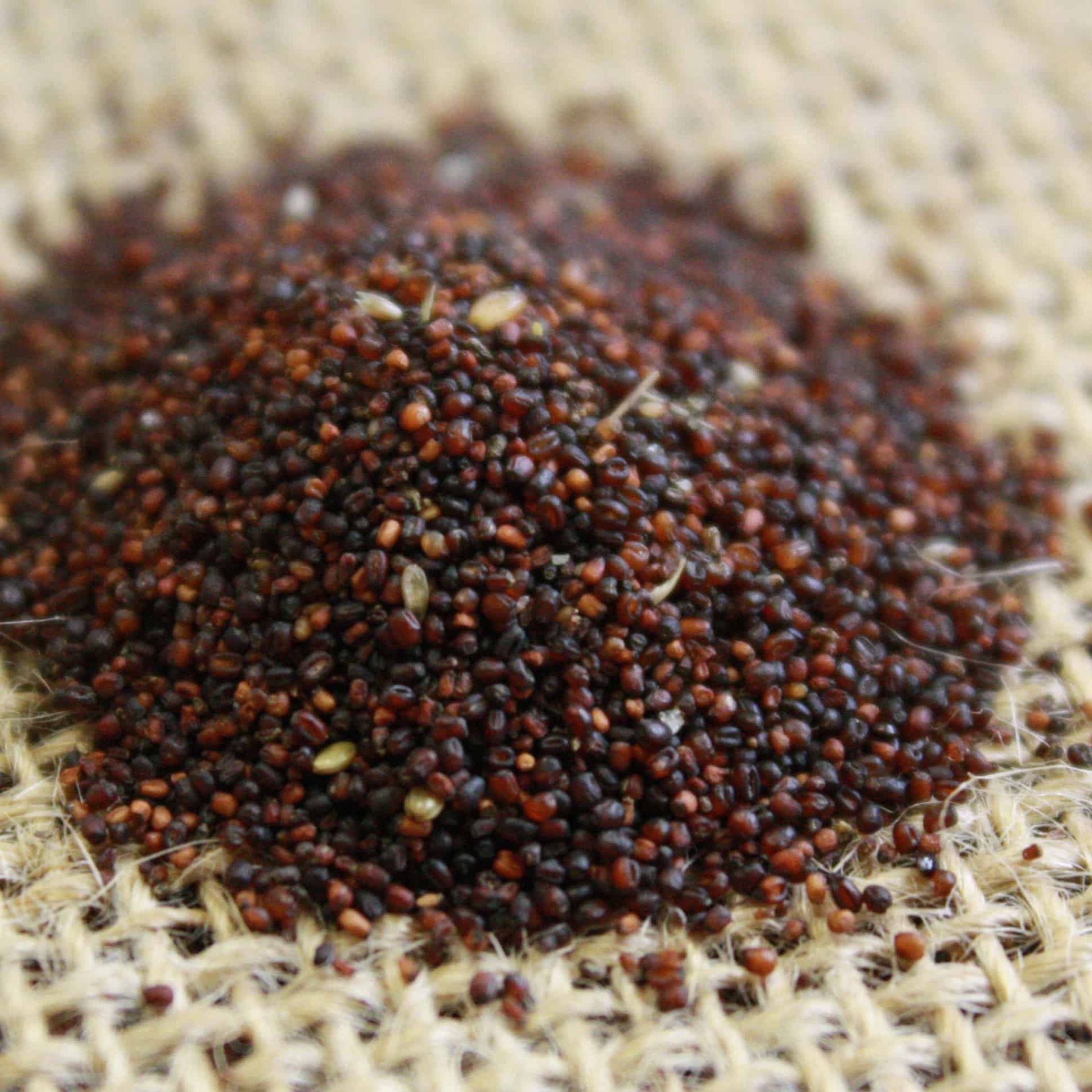 Native Grass Seeds | Regional Native Seed Mixes