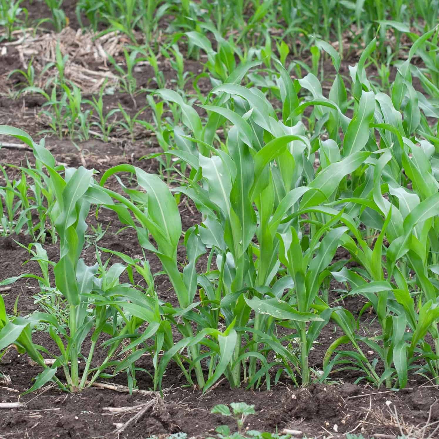Wildlife Food Plots | Seed for Food Plots