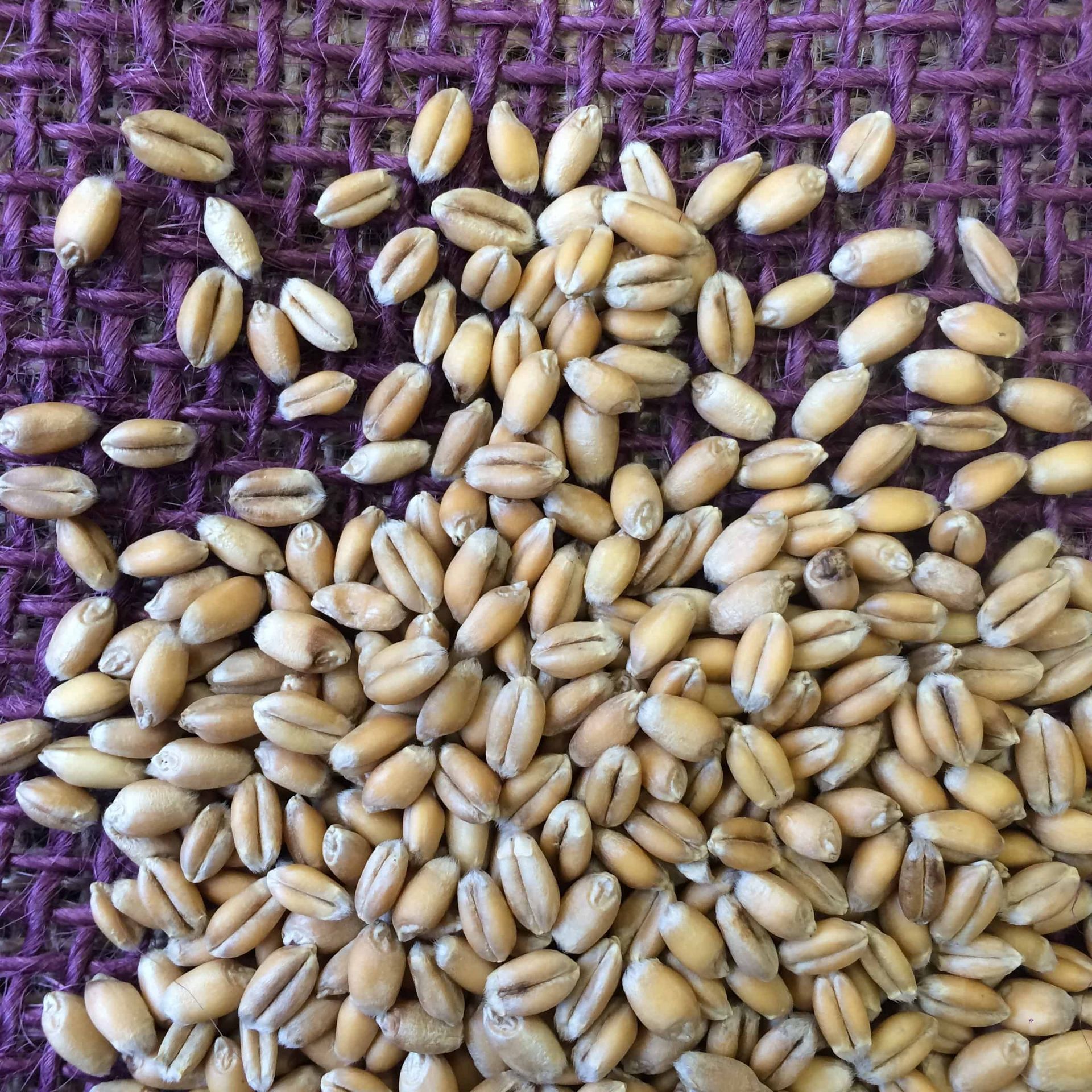 Wildlife Food Plots | Seed for Food Plots