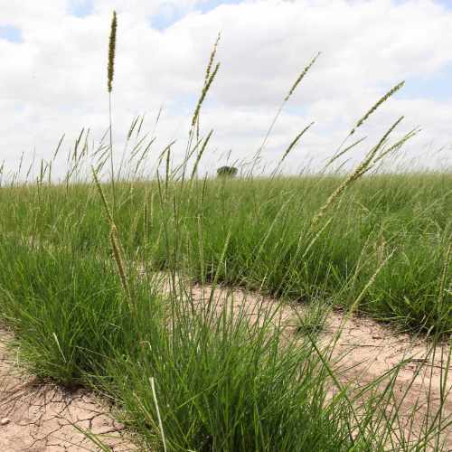 Other Native Texas Grass | Douglass King Seeds
