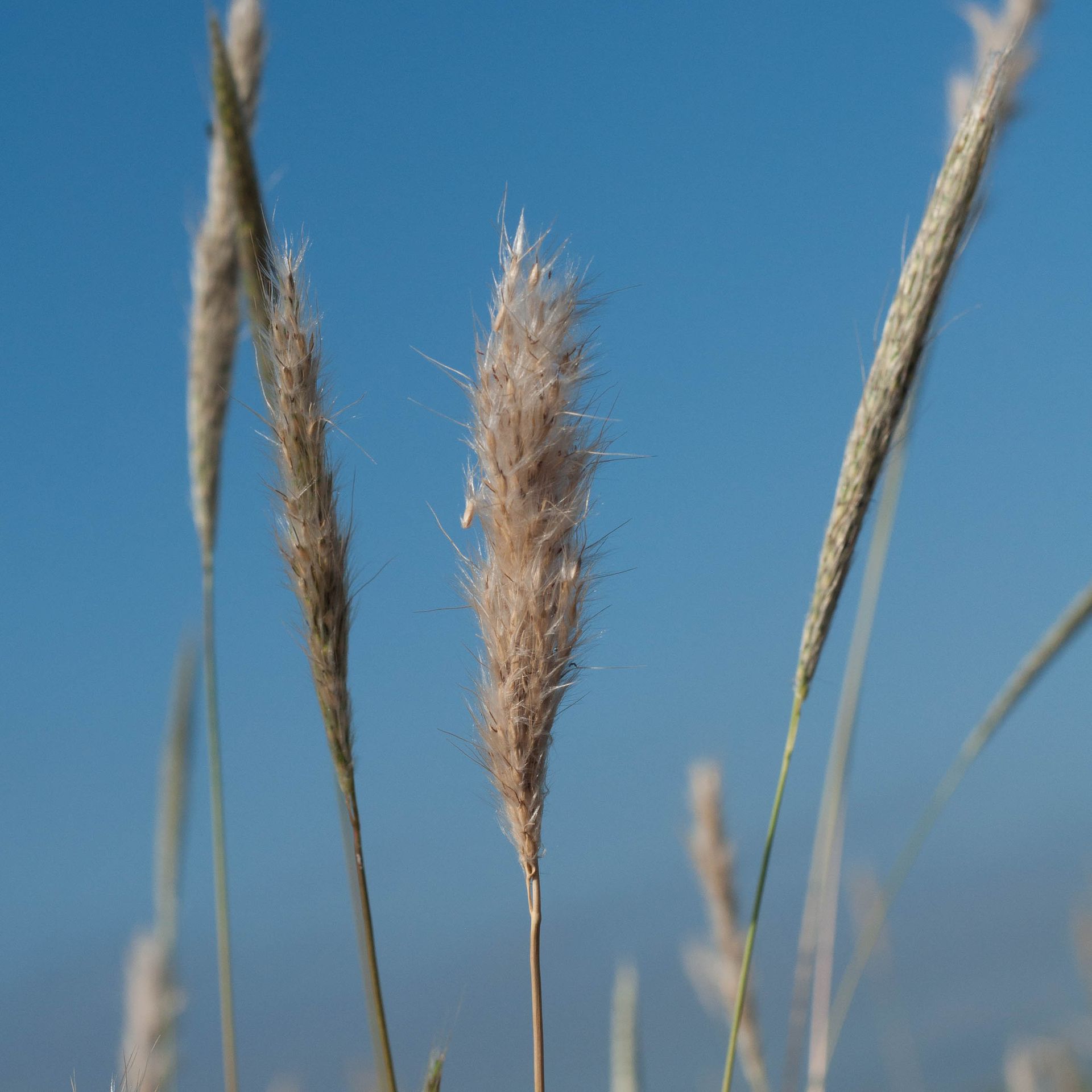Texas Native Seeds | Texas Native Grasses, Flowers & More