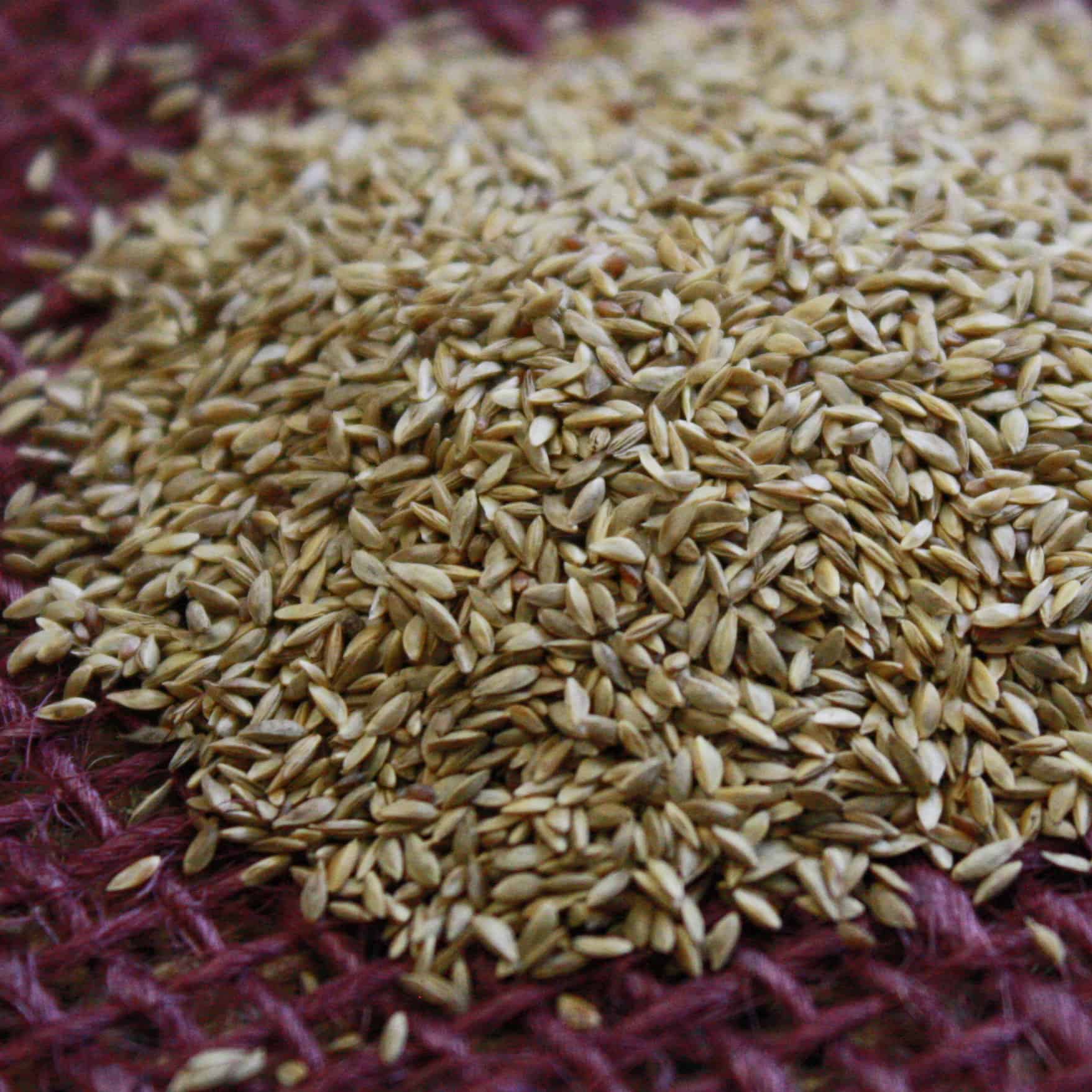 Pasture Seed | Douglass King Seed