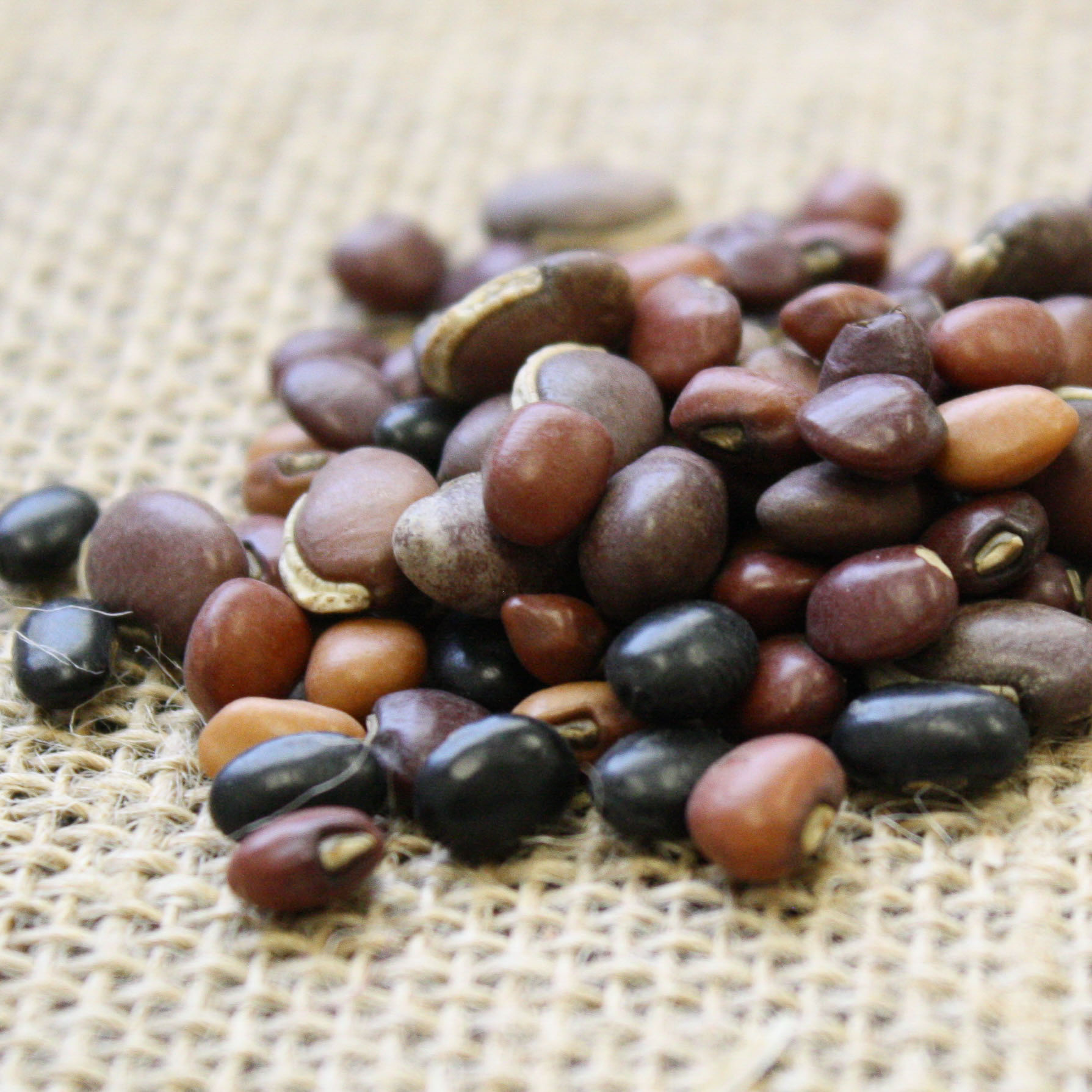 Wildlife Food Plots | Seed for Food Plots