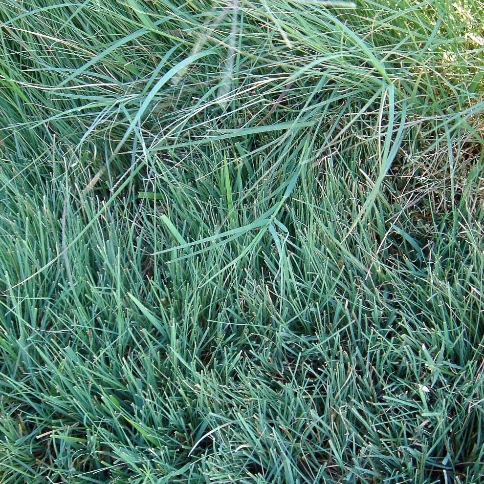Native Turf Seed Douglass King Seeds