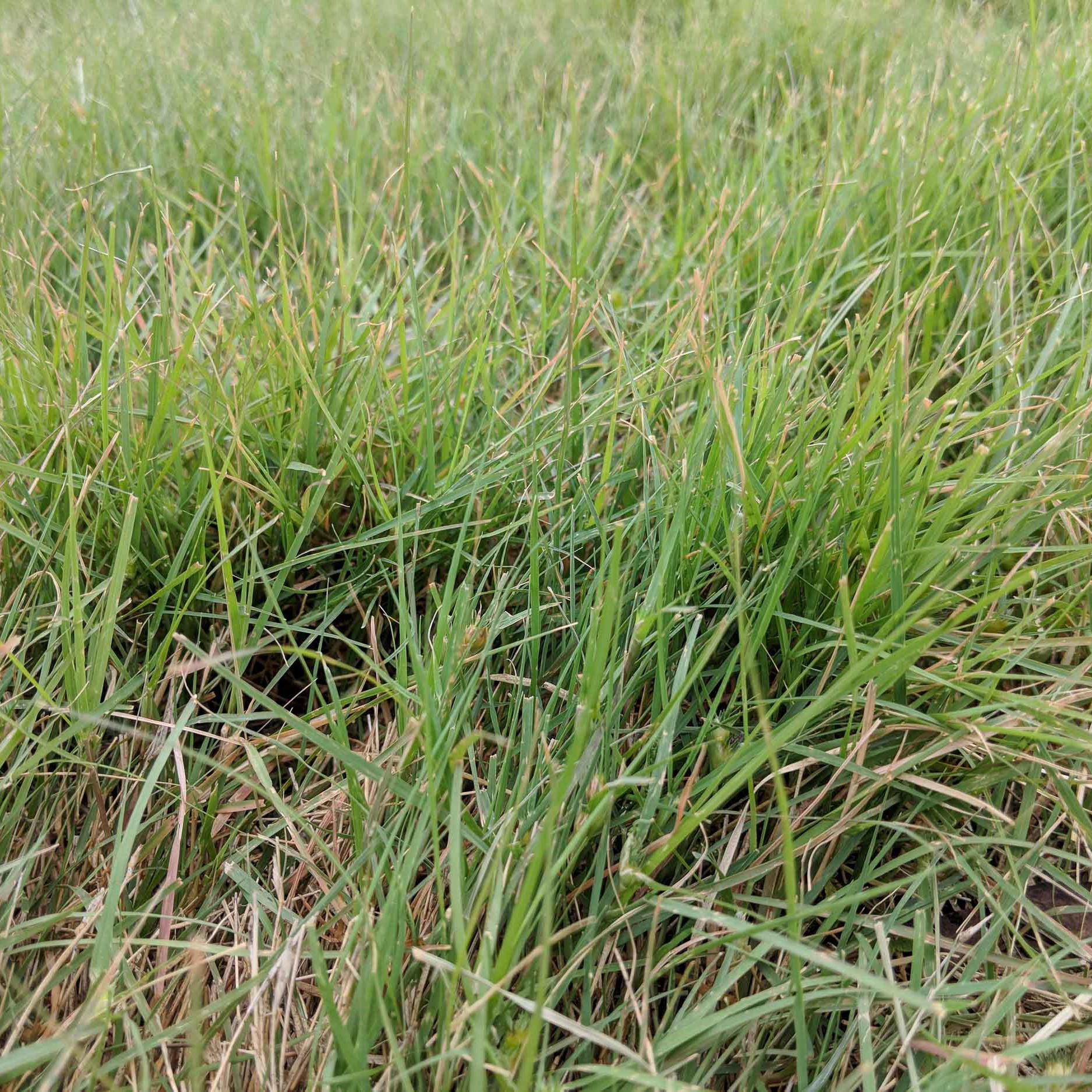 Native Turf Seed | Texas Native Lawn Seed