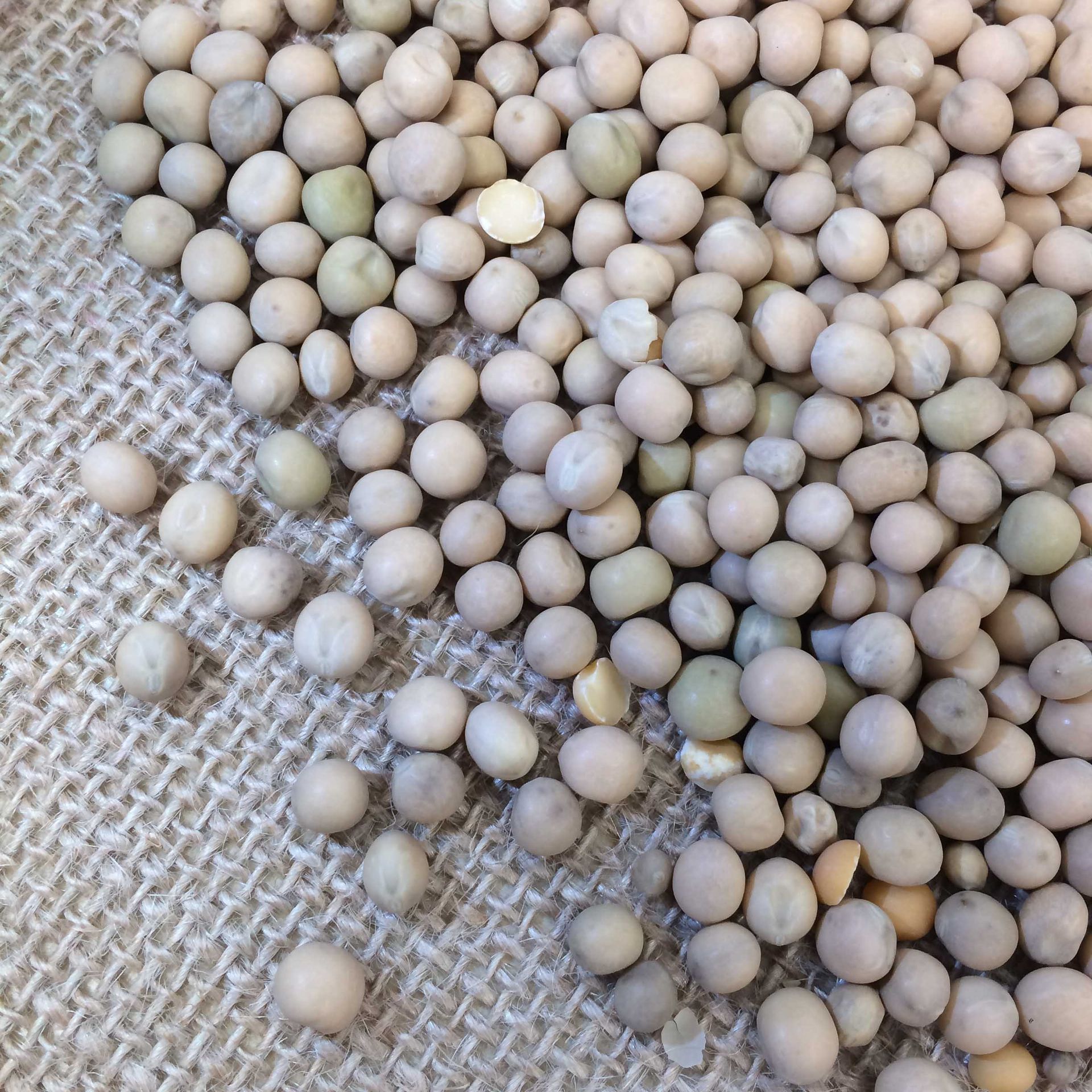 Wildlife Food Plots | Seed for Food Plots