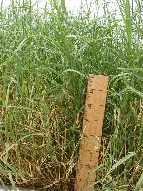 Forage and Pasture Seed | Douglass King Seeds