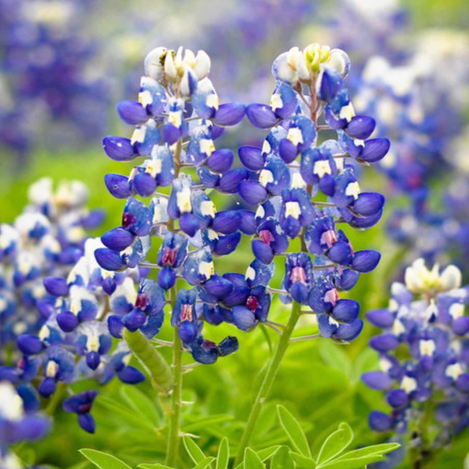 Texas Native Wildflower Seeds | Wildflower Seed Mixes