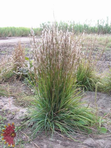 Other Native Texas Grass | Douglass King Seeds