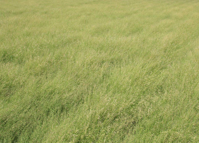 Reclamation & Erosion Control | Douglass King Seeds