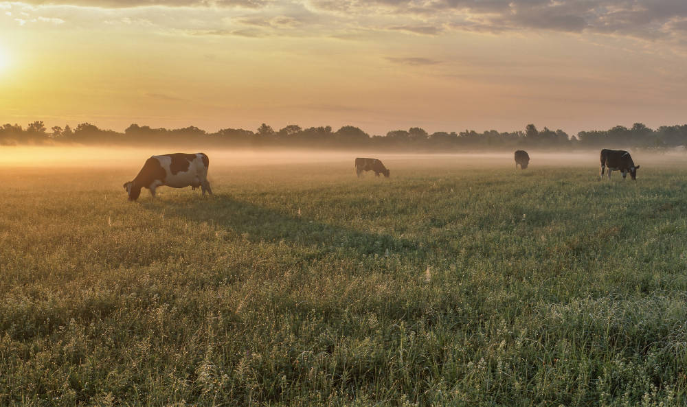 Forage and Pasture Seed | Douglass King Seeds
