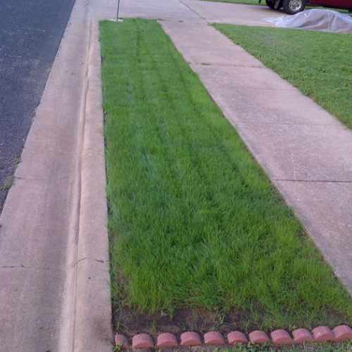 Native Turf Seed | Texas Native Lawn Seed