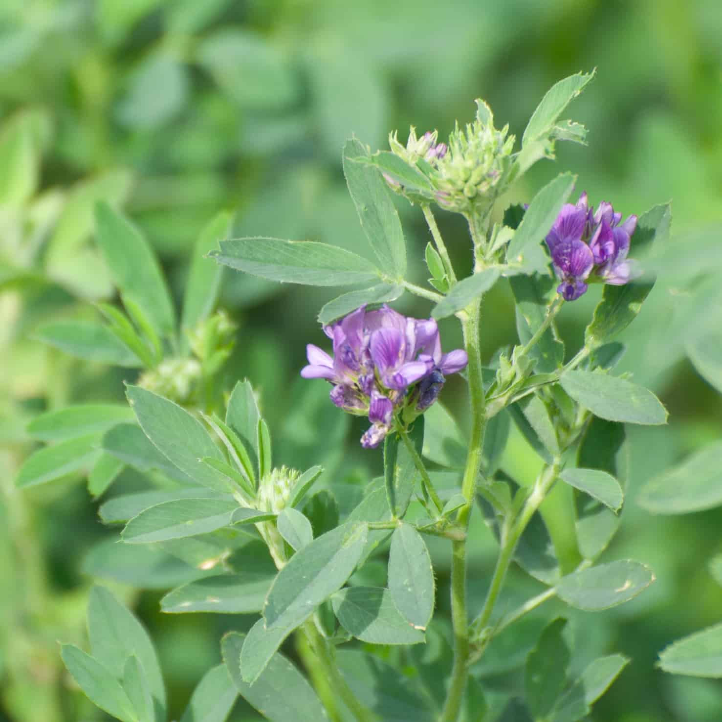 Wildlife Food Plots | Seed for Food Plots