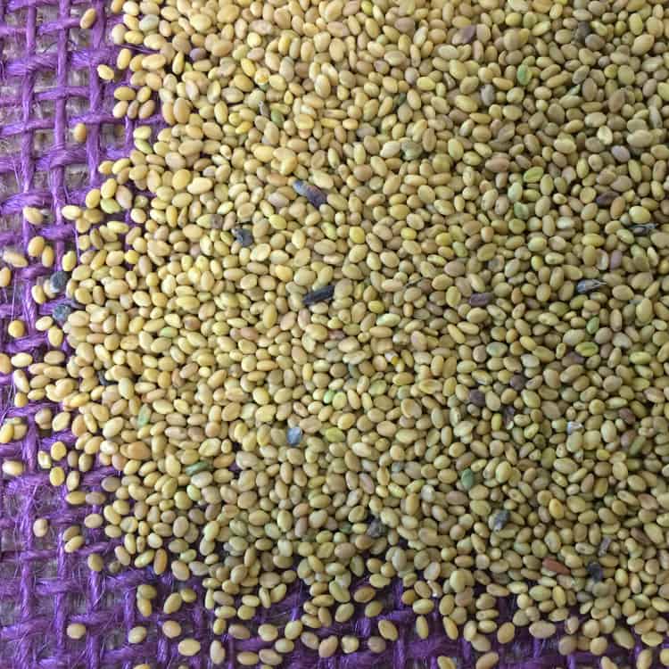 Wildlife Food Plots | Seed for Food Plots