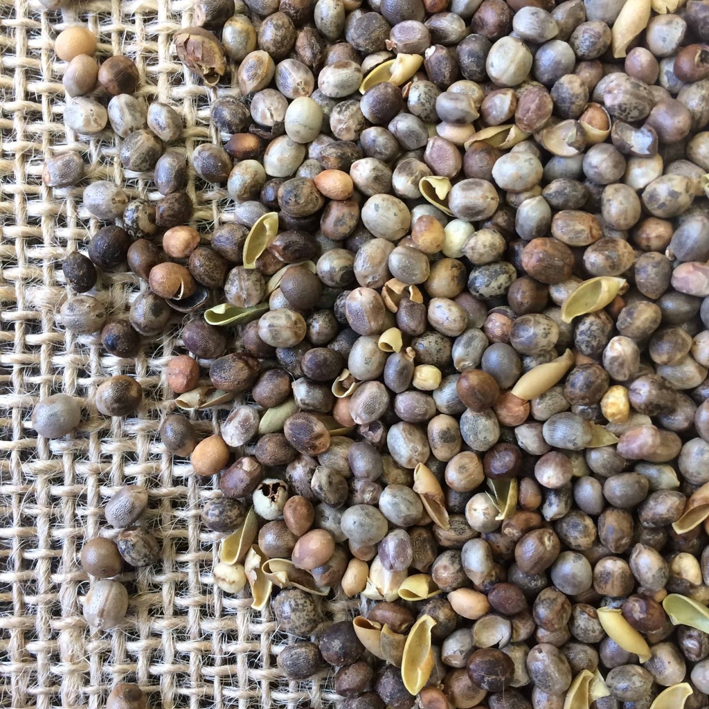 CROTON (DOVEWEED) | Douglass King Seeds