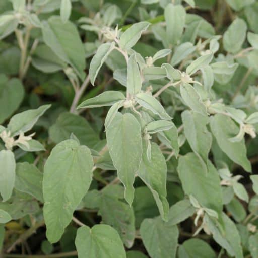 CROTON (DOVEWEED) | Douglass King Seeds