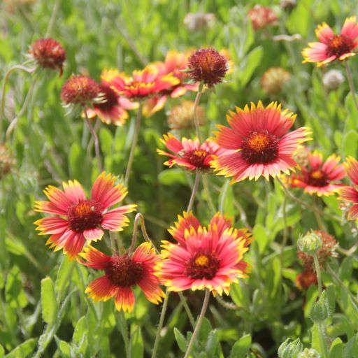 WILDFLOWER MIX | Douglass King Seeds
