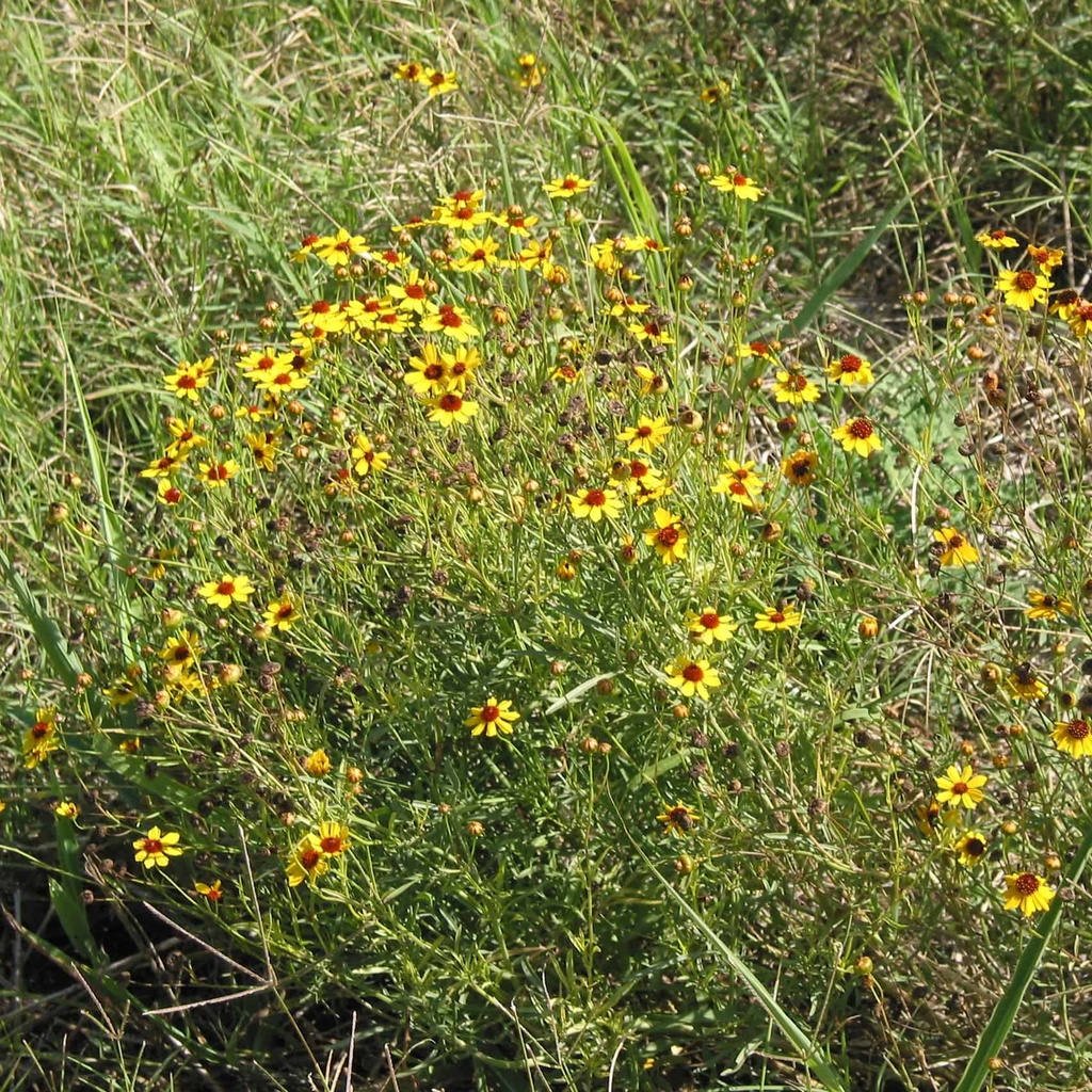 WILDFLOWER MIX | Douglass King Seeds