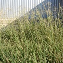 VAN HORN GREEN SPRANGLETOP | Douglass King Seeds