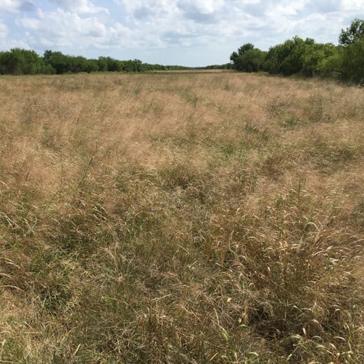 OSO HALLS PANICUM | Douglass King Seeds