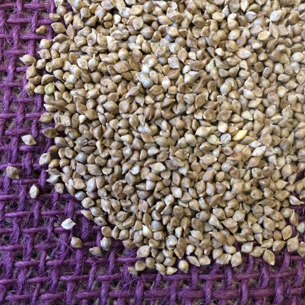 JAPANESE MILLET | Douglass King Seeds