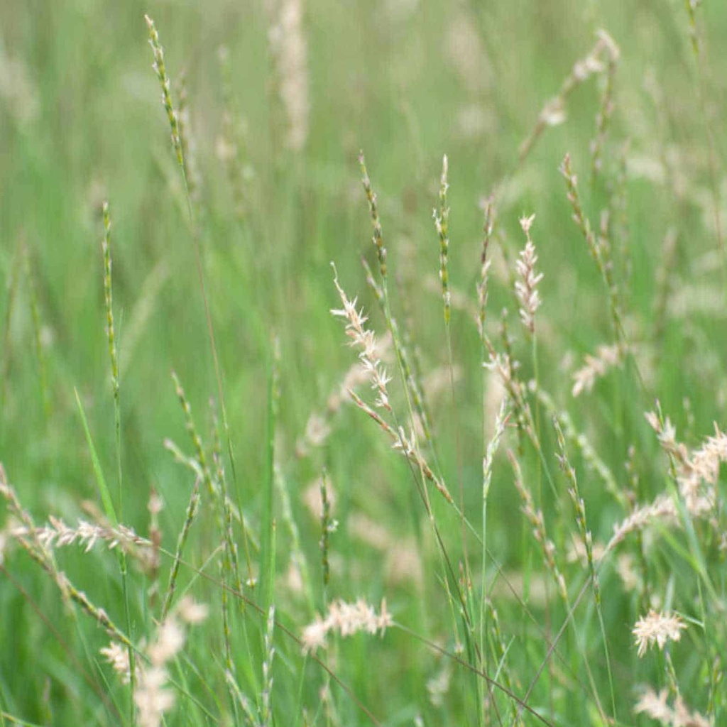 CURLY MESQUITE | Douglass King Seeds