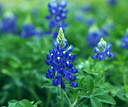 TEXAS LADY BIRD JOHNSON BLUEBONNET SEEDS | Douglass King Seeds