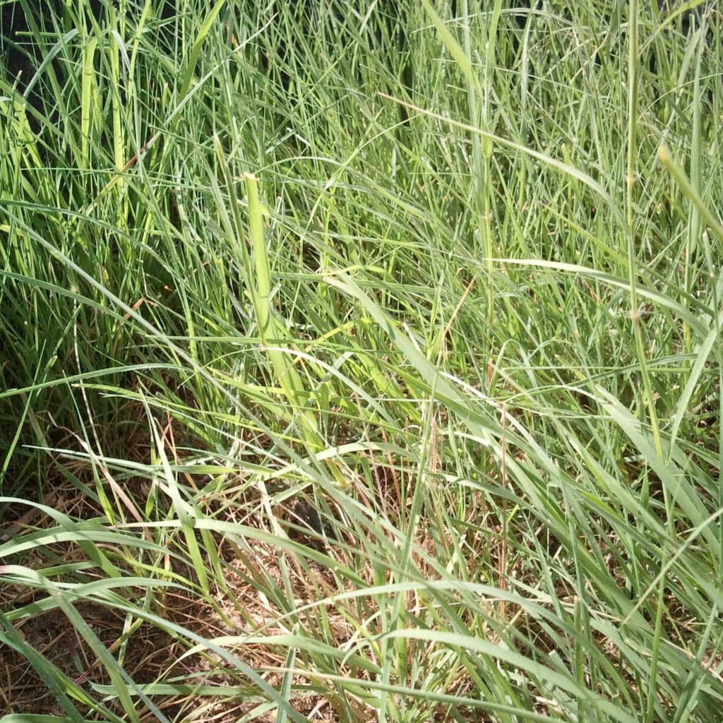 NATIVE LAWN MIX | Douglass King Seeds