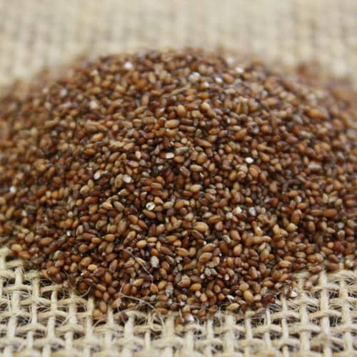 WILMAN LOVEGRASS | Douglass King Seeds