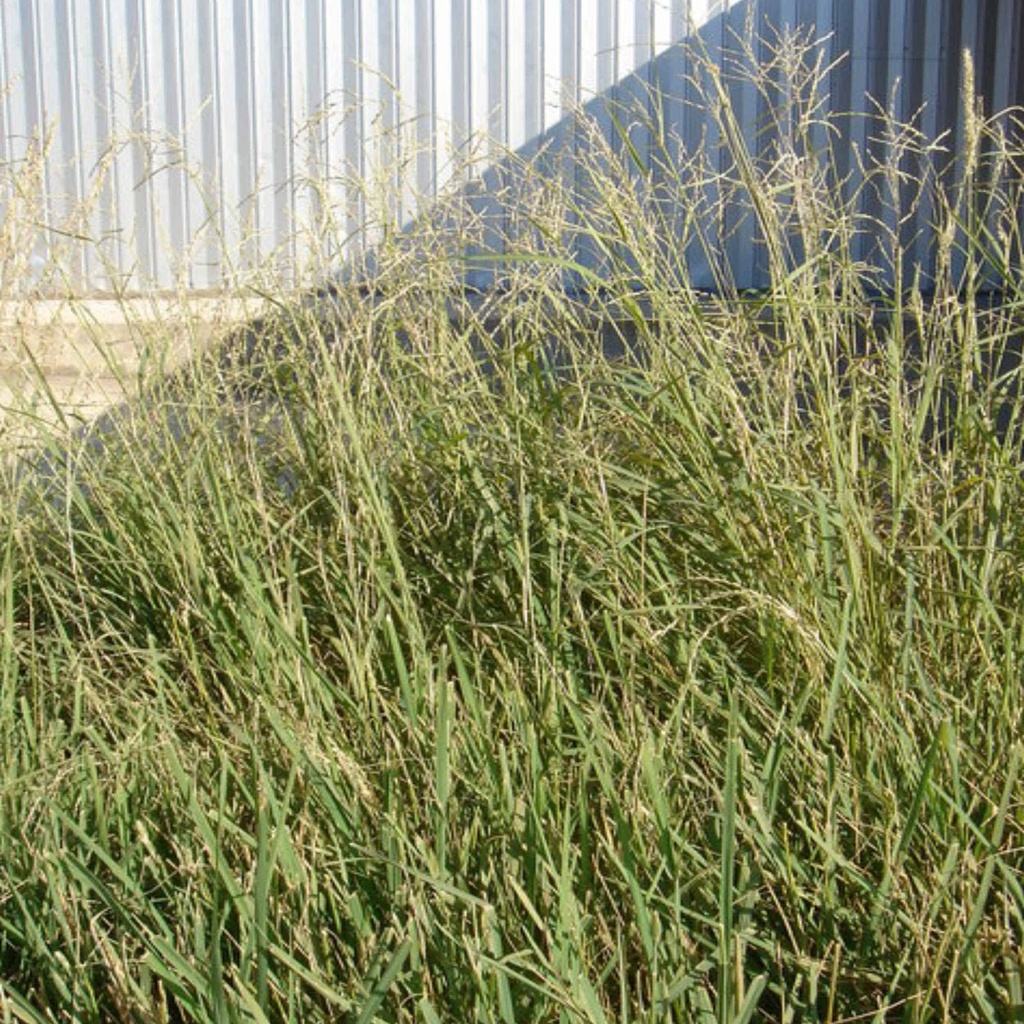 VAN HORN GREEN SPRANGLETOP | Douglass King Seeds