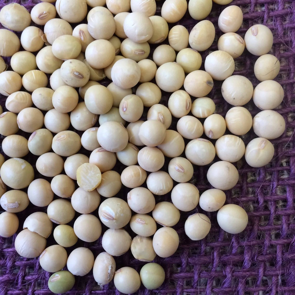 SOYBEANS | Douglass King Seeds