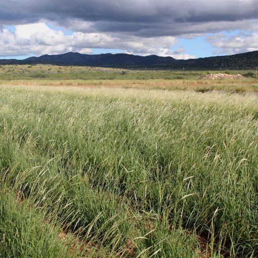 SANTIAGO SILVER BLUESTEM | Douglass King Seeds