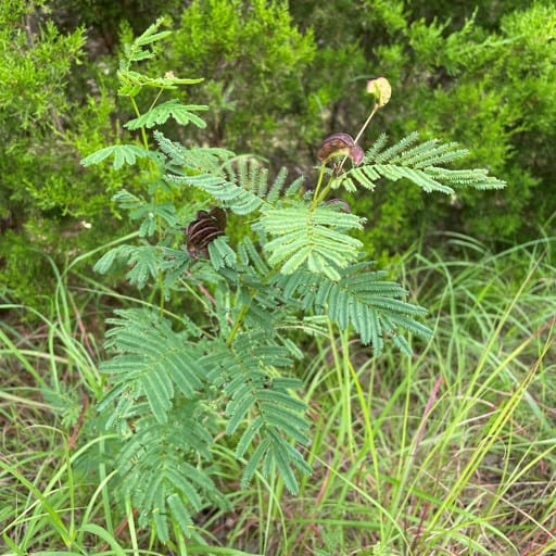 SABINE ILLINOIS BUNDLEFLOWER | Douglass King Seeds