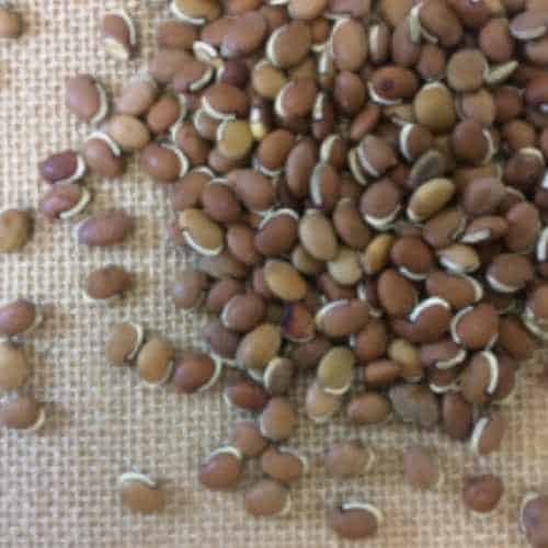 HIGHWORTH LABLAB | Douglass King Seeds