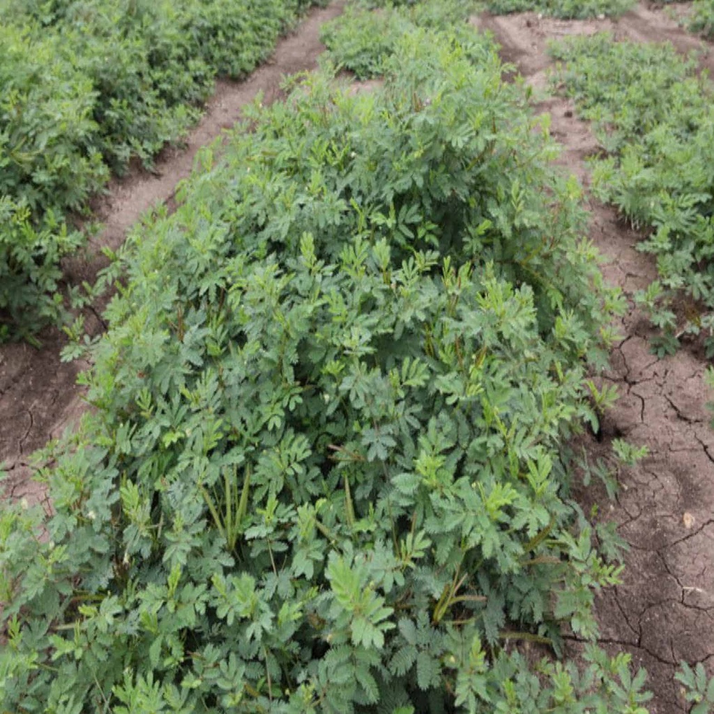 BALLI PROSTRATE BUNDLEFLOWER | Douglass King Seeds